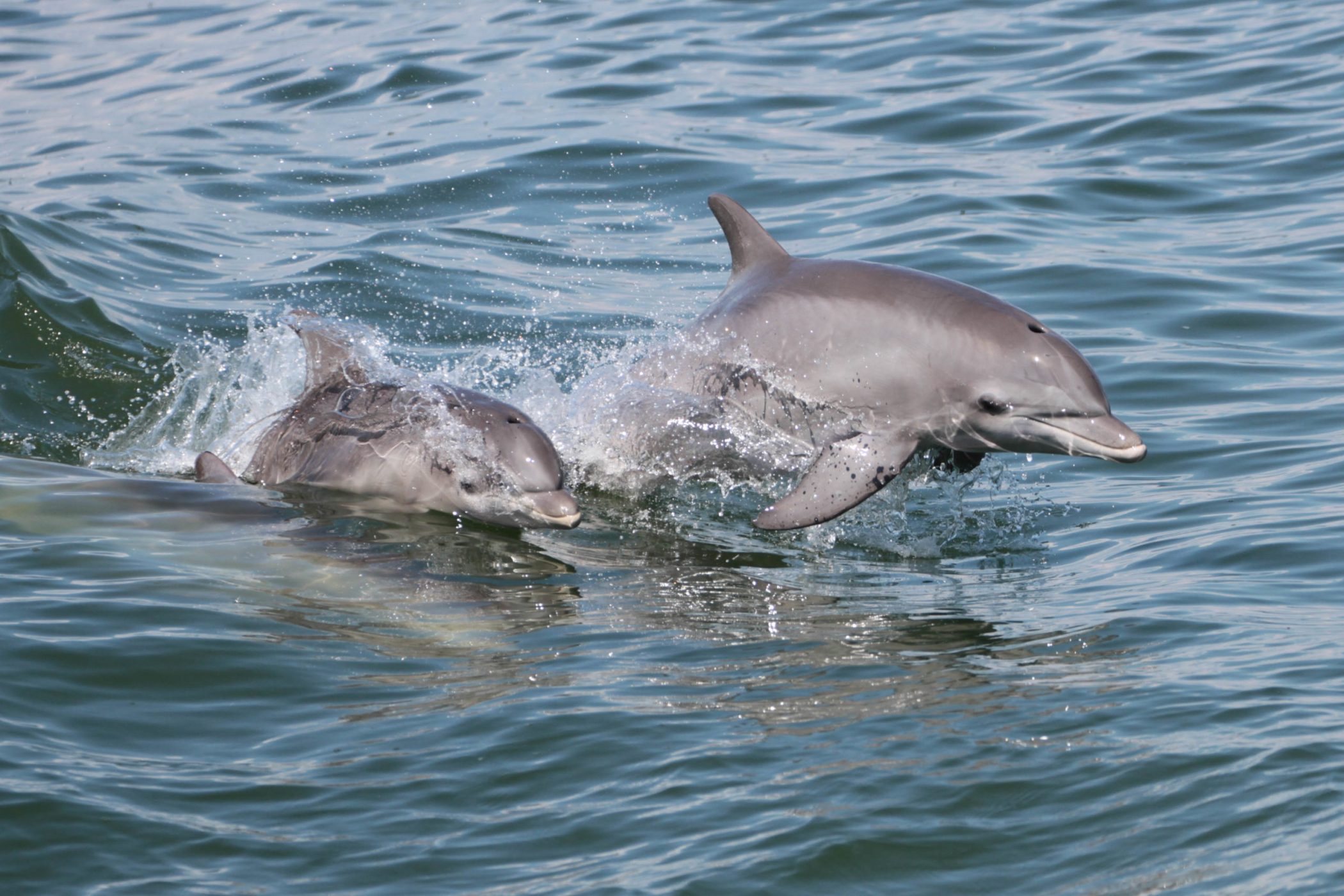 Dolphin Watching in Virginia Beach | Rudee Tours
