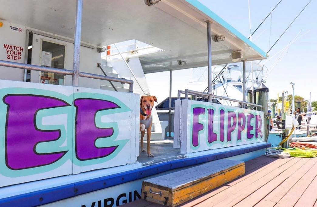 Virginia Beach Wags on the Water Tours | Rudee Tours